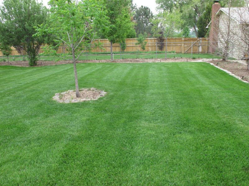 Don’t Let Weeds Ruin Your Lawn – Always Stay Ahead Of What Is Coming ...